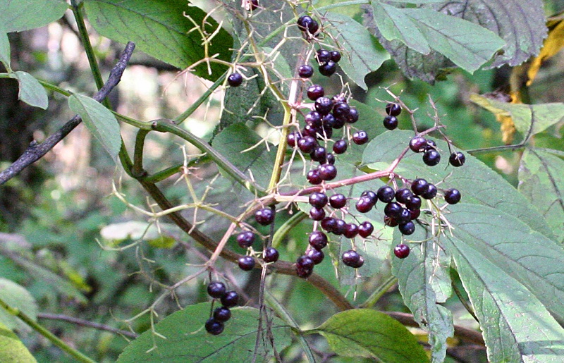 Fruits québécois à découvrir - HABITATION - Estrieplus.com | Actualités ...