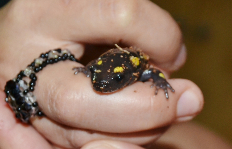 Le 21 mai, c'est la Fête des bibittes! - ACTUALITÉS - Estrieplus.com ...