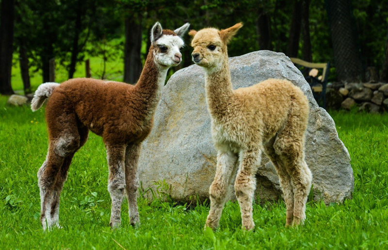 Cinq fermes pour découvrir l’alpaga - Voyages Gastronomie - Découvertes ...