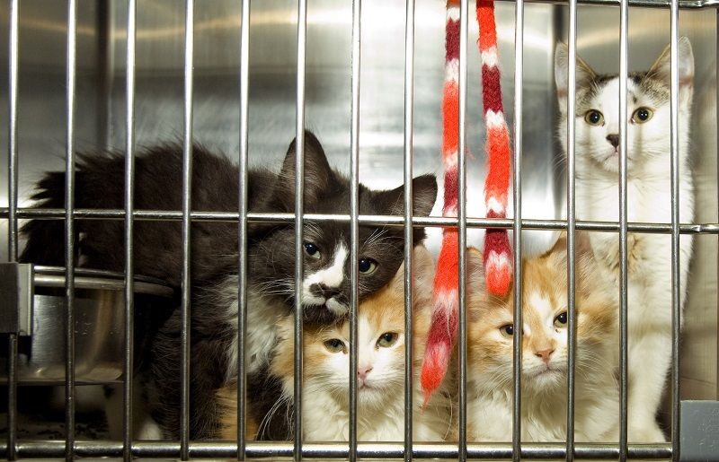 215 chats: la SPA a atteint sa capacité d’accueil - ACTUALITÉS ...