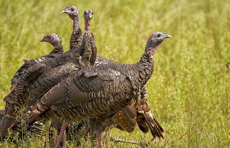 Le dindon sauvage, ennemi des maraîchers de la région - ACTUALITÉS ...